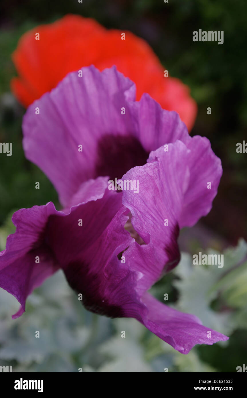 Lila mohnblume -Fotos und -Bildmaterial in hoher Auflösung – Alamy