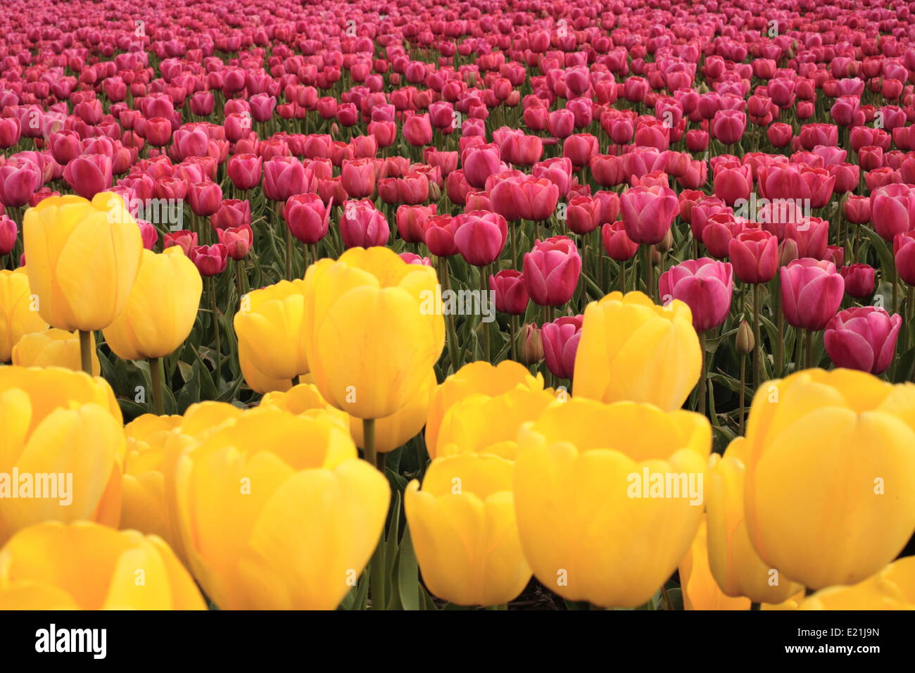 Feld tulpe -Fotos und -Bildmaterial in hoher Auflösung – Alamy