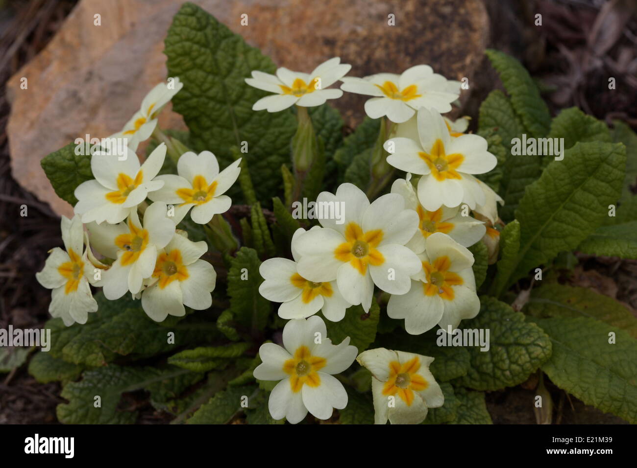 Erd primel -Fotos und -Bildmaterial in hoher Auflösung – Alamy