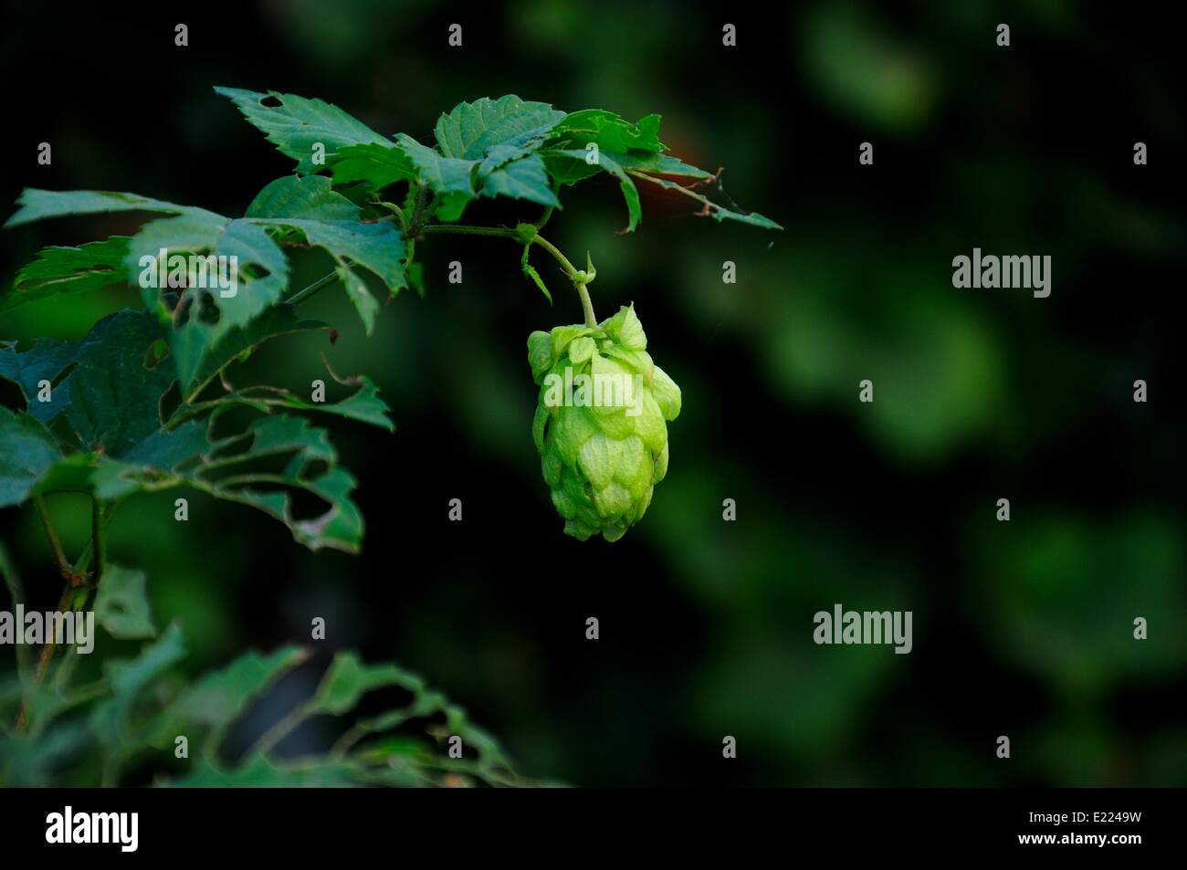 Reife zapfen mit samen -Fotos und -Bildmaterial in hoher Auflösung – Alamy