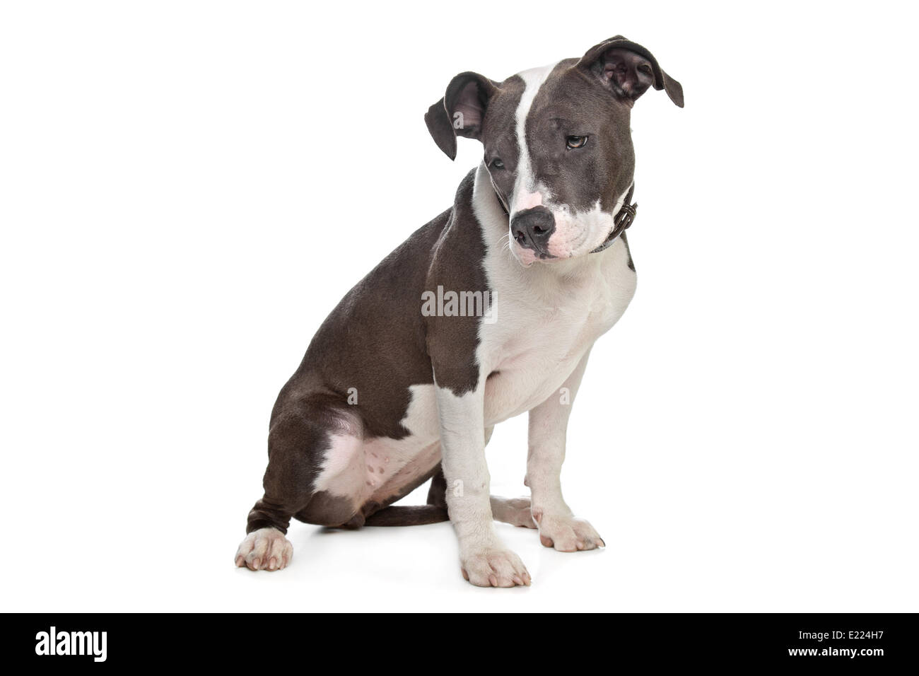 Amerikanischer stafford -Fotos und -Bildmaterial in hoher Auflösung – Alamy