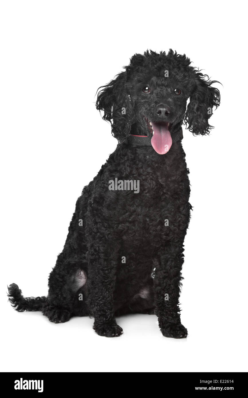 Schwarzer pudel -Fotos und -Bildmaterial in hoher Auflösung – Alamy