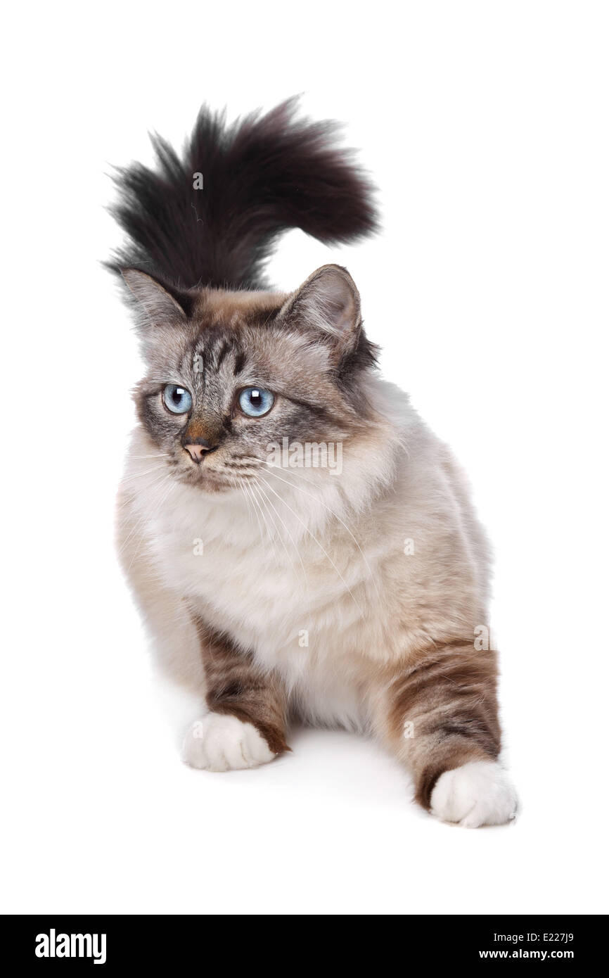 Die heilige katze von birma -Fotos und -Bildmaterial in hoher Auflösung ...