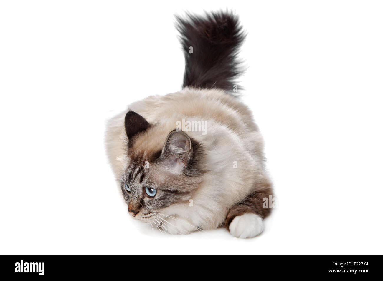 Sacred birman -Fotos und -Bildmaterial in hoher Auflösung – Alamy