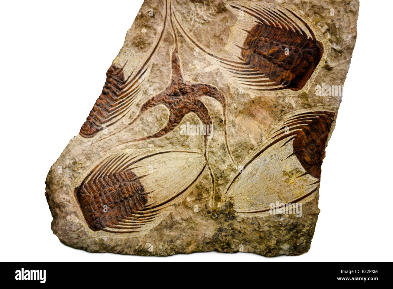 Fossil von Seesternen und Trilobiten im Gestein der sahara, marokko ...