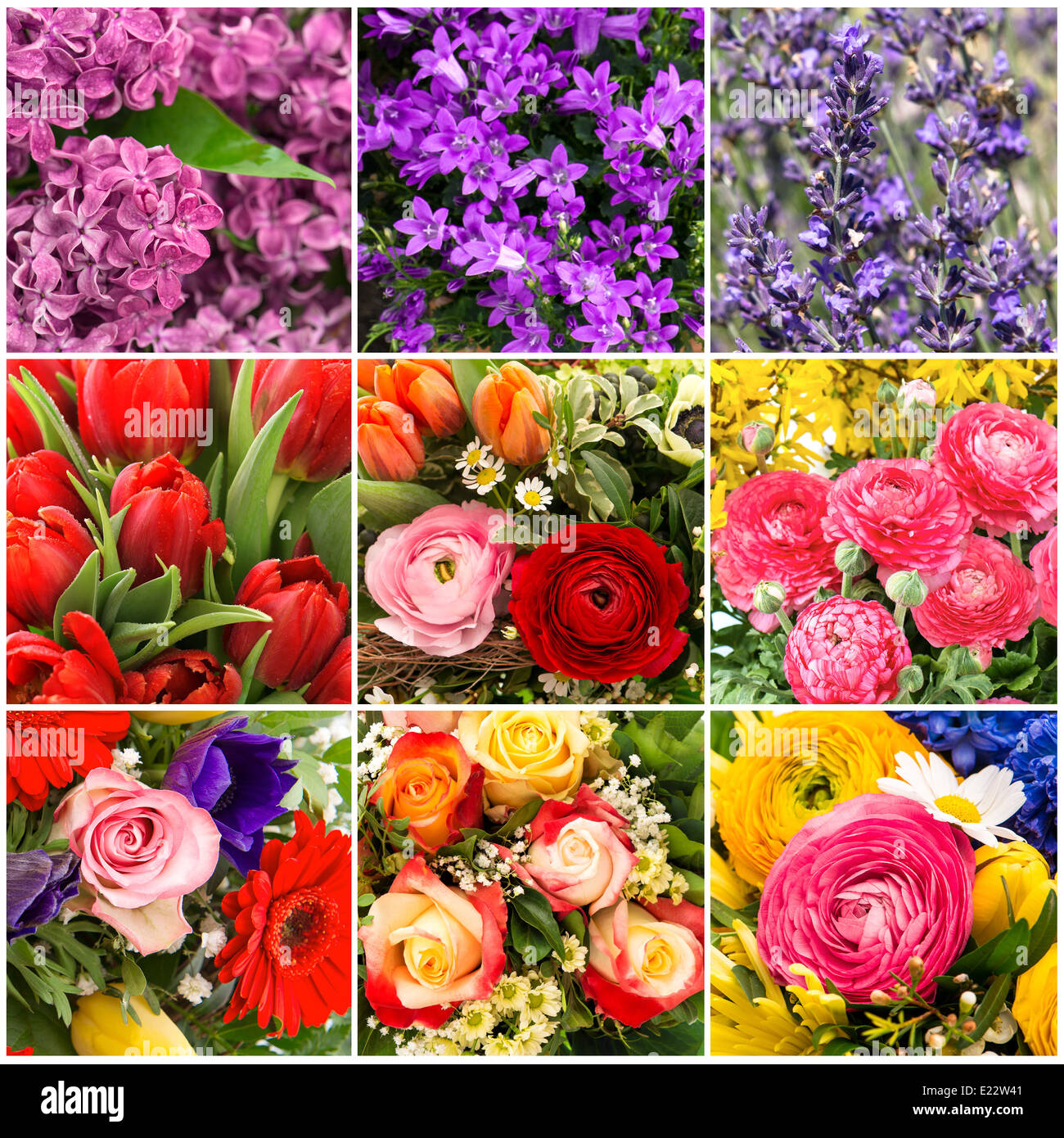 Flieder rose -Fotos und -Bildmaterial in hoher Auflösung – Alamy