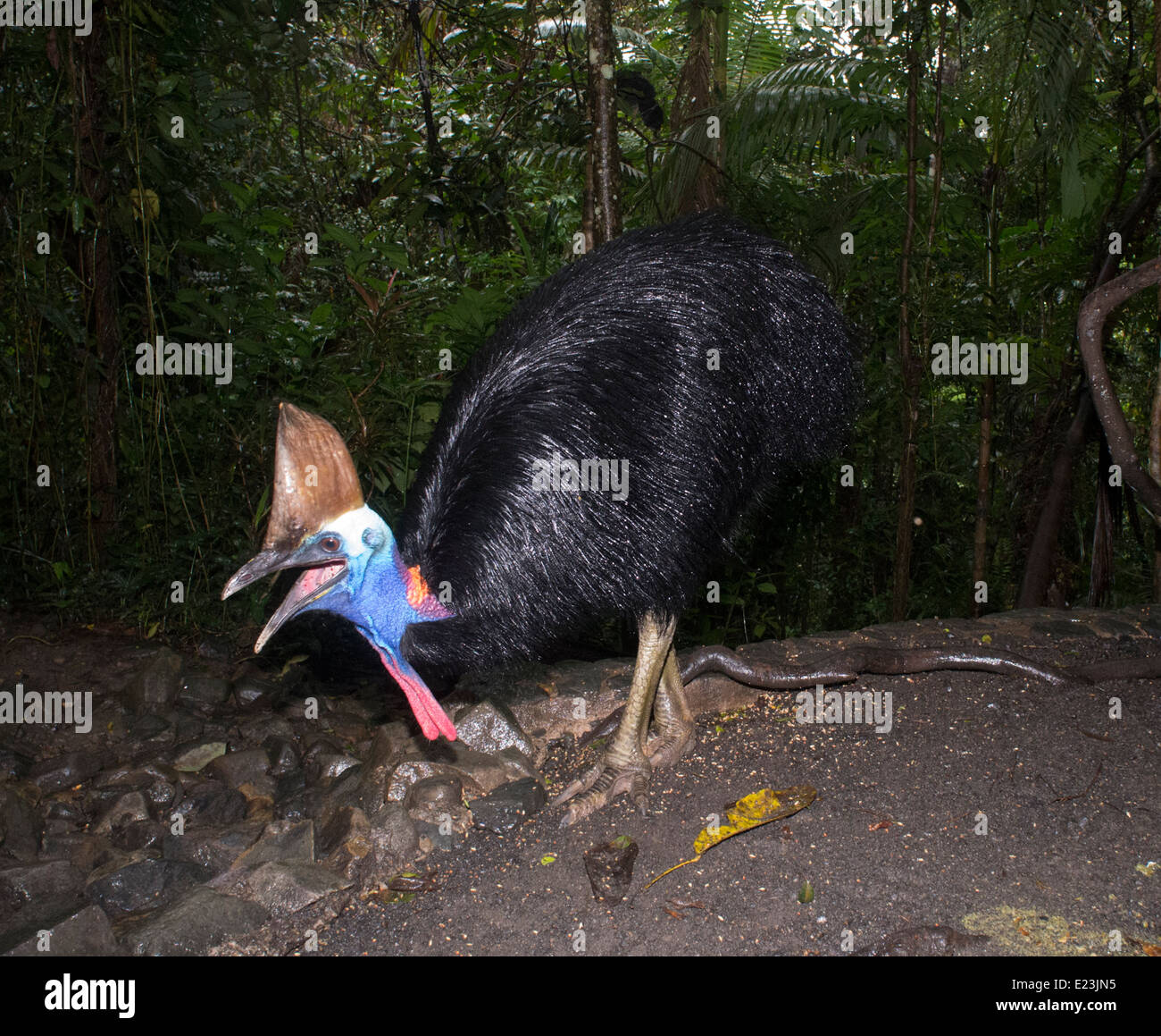Helm cassowary -Fotos und -Bildmaterial in hoher Auflösung – Alamy