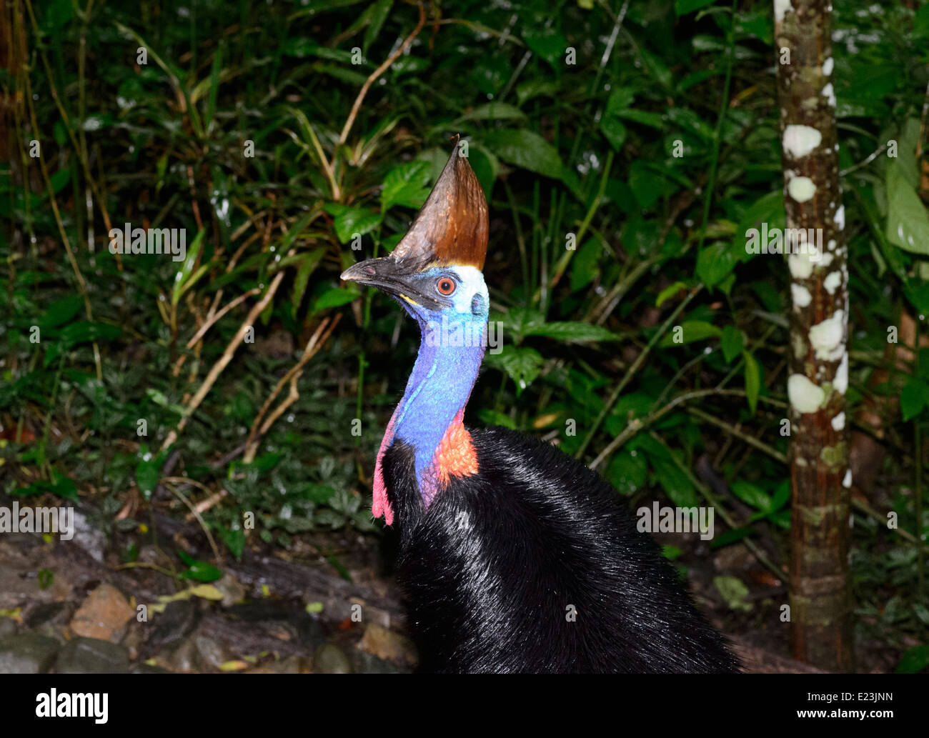 Casuarius casuarius australisch -Fotos und -Bildmaterial in hoher ...
