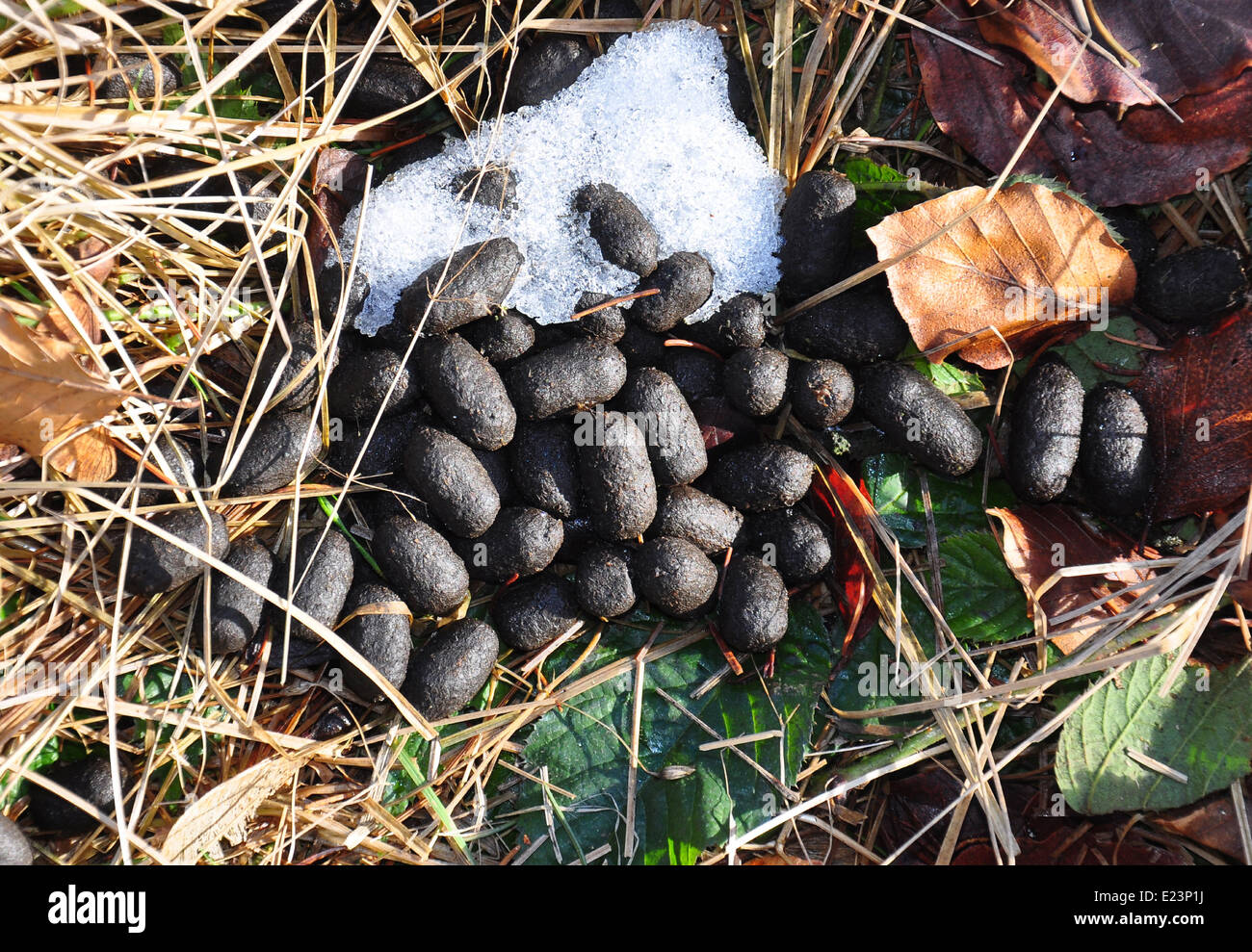 Deer droppings -Fotos und -Bildmaterial in hoher Auflösung – Alamy
