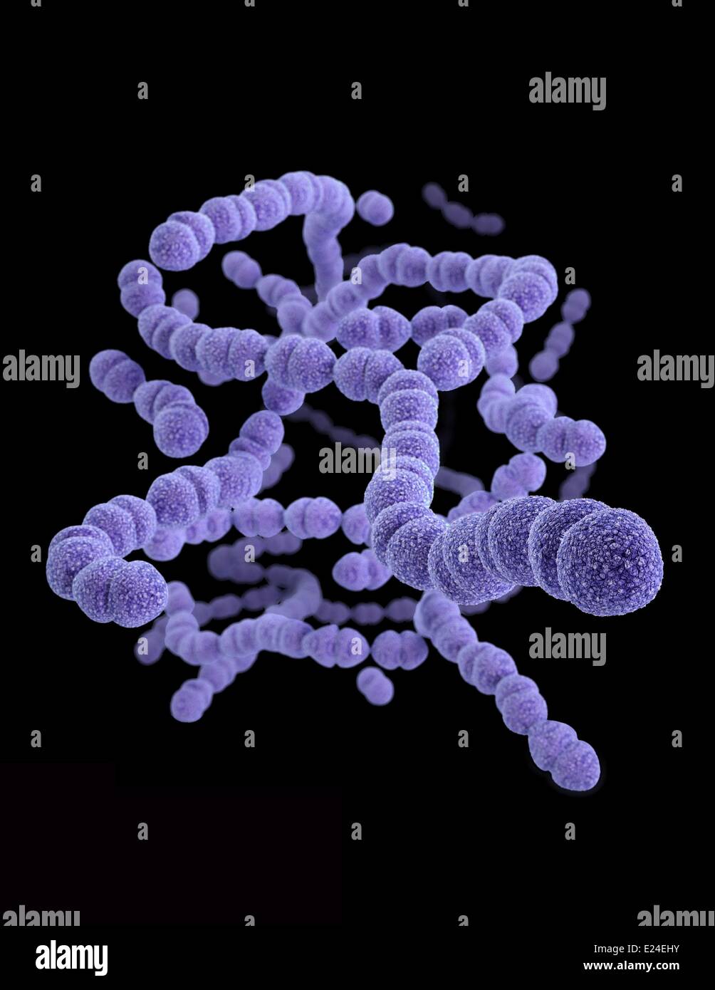 Streptococcus sp -Fotos und -Bildmaterial in hoher Auflösung – Alamy