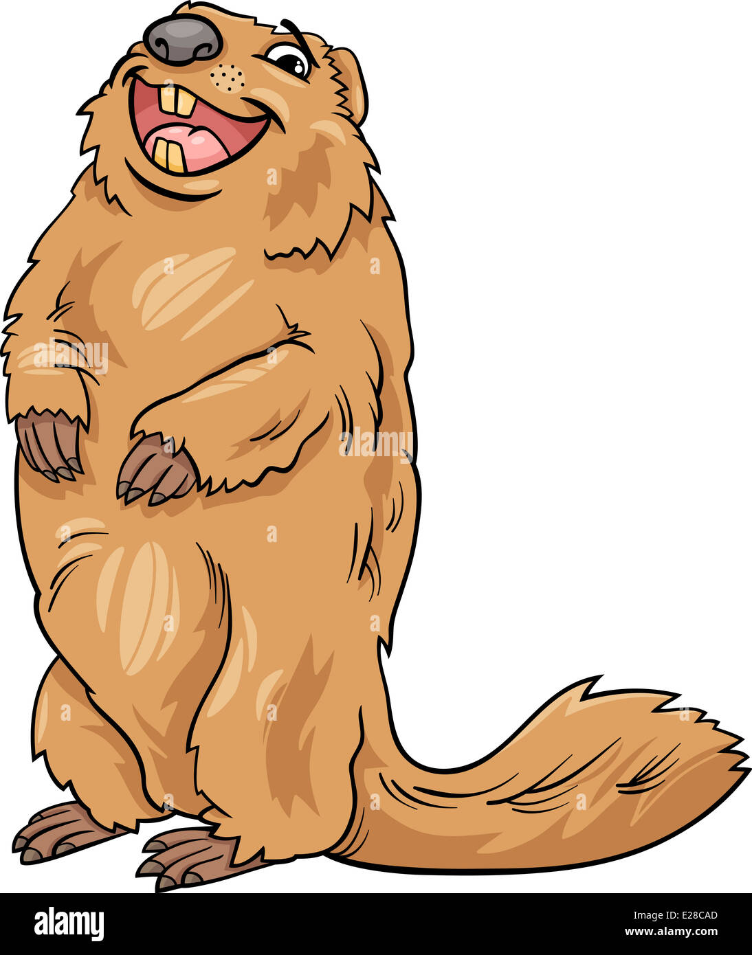 Cartoon Illustration lustig Murmeltier Tier Stockfotografie - Alamy