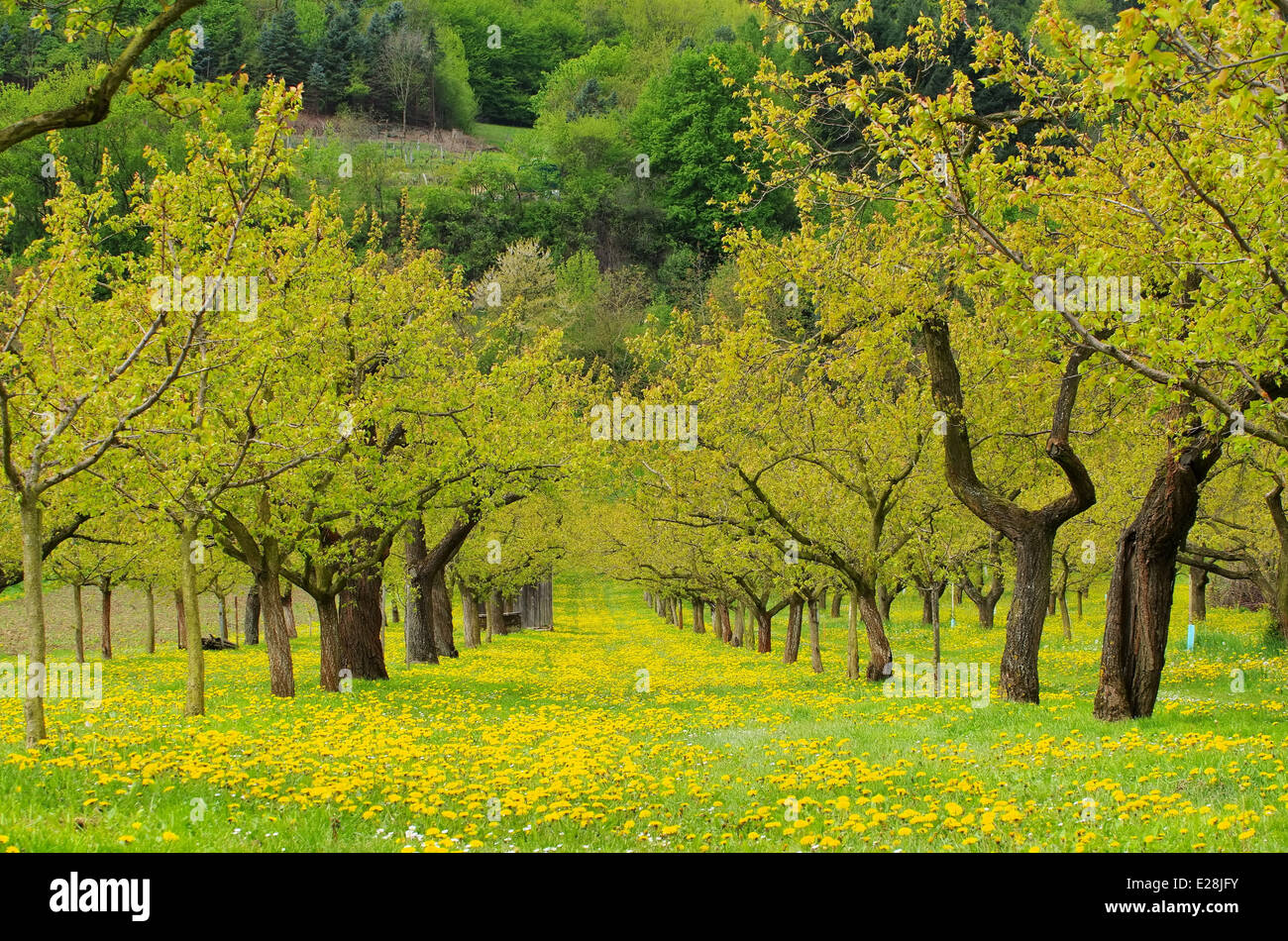 Wachauer Marillenbaeume - Bäume Wachauer Marille 01 Stockfotografie - Alamy