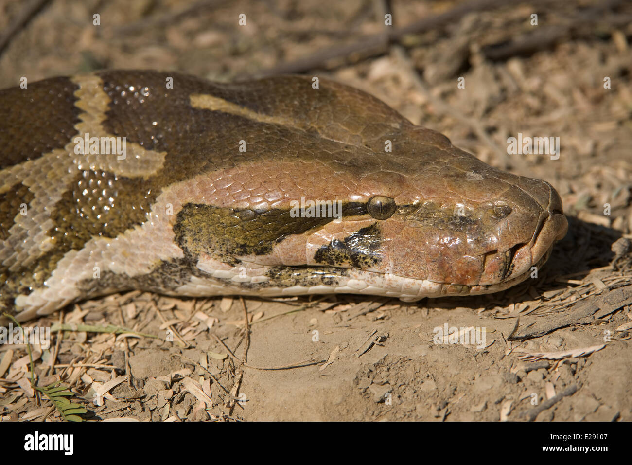 Indische pythons -Fotos und -Bildmaterial in hoher Auflösung – Alamy