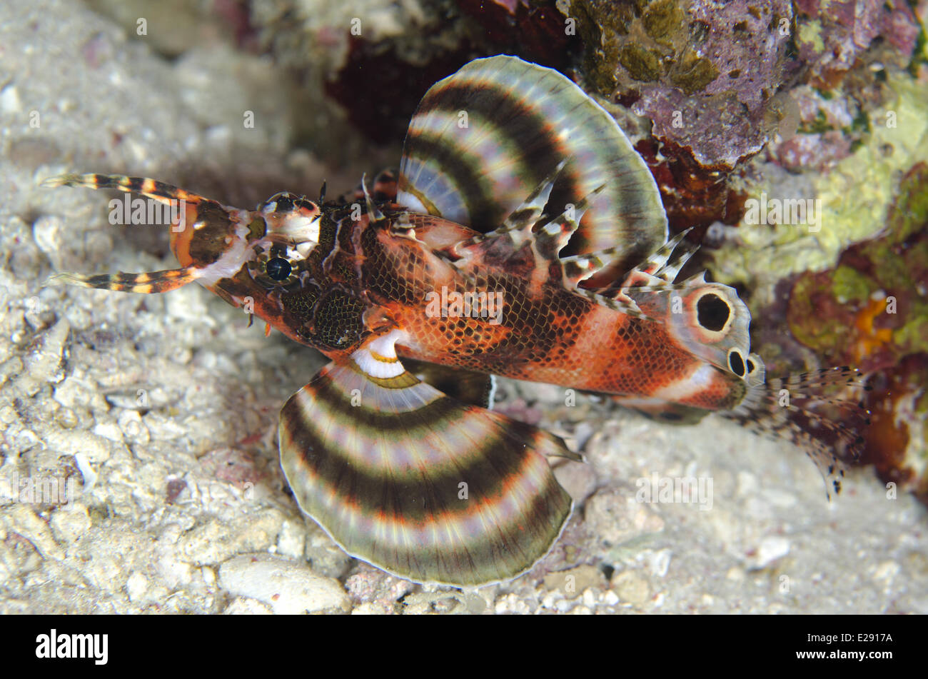 Dendrochirus biocellatus -Fotos und -Bildmaterial in hoher Auflösung ...