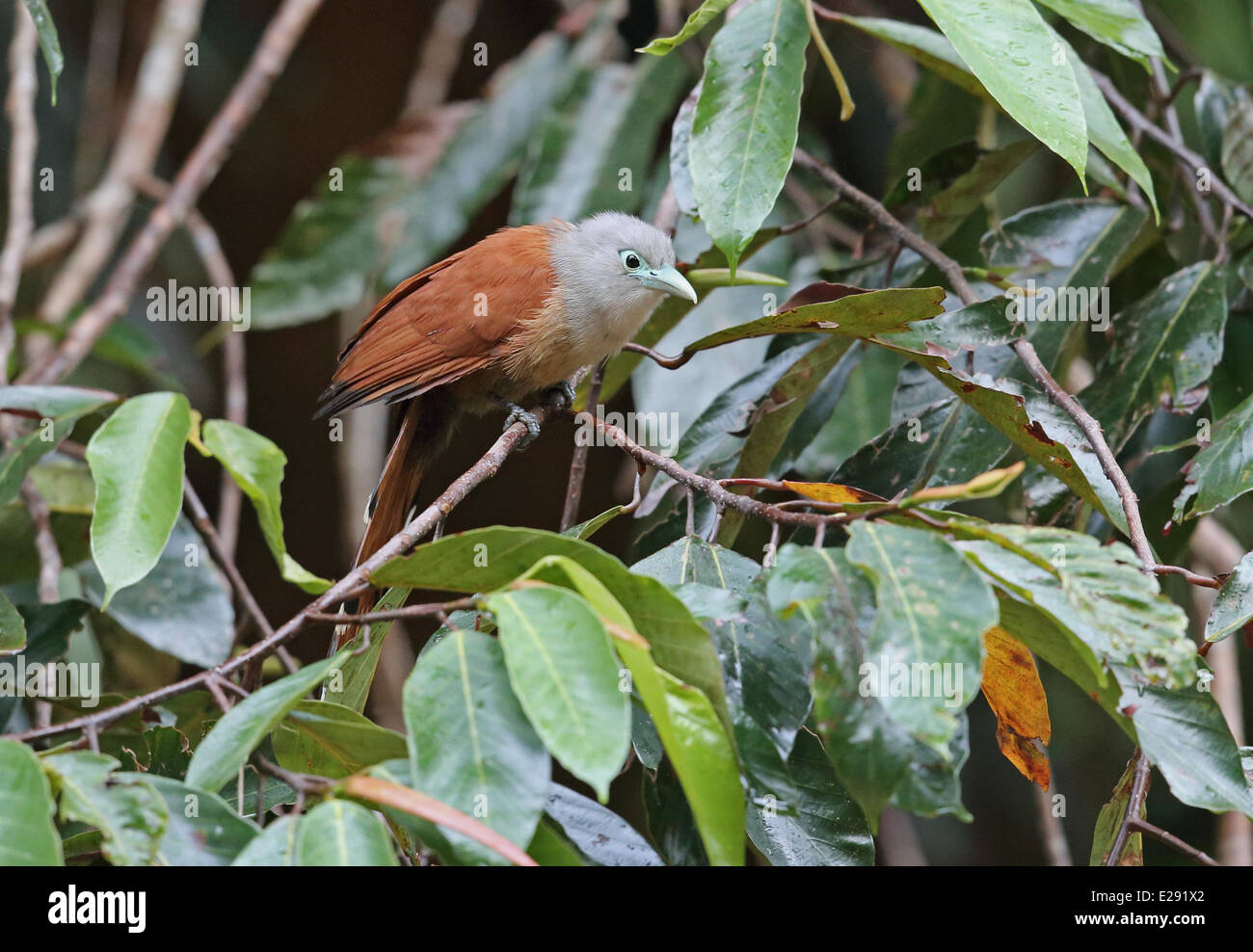 Raffles malkoha -Fotos und -Bildmaterial in hoher Auflösung – Alamy