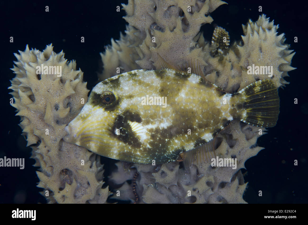 Verfilzter feilenfisch -Fotos und -Bildmaterial in hoher Auflösung – Alamy