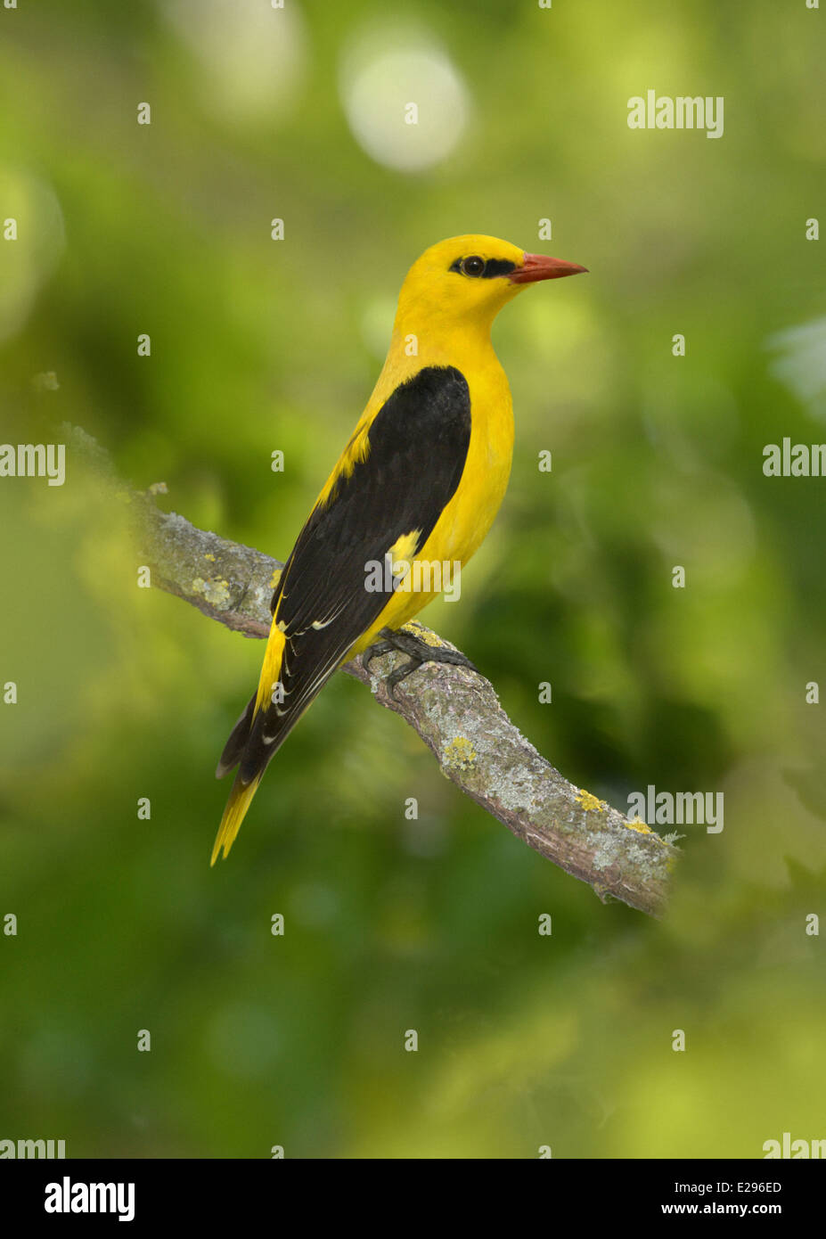 Goldener pirol oriolus oriolus -Fotos und -Bildmaterial in hoher ...