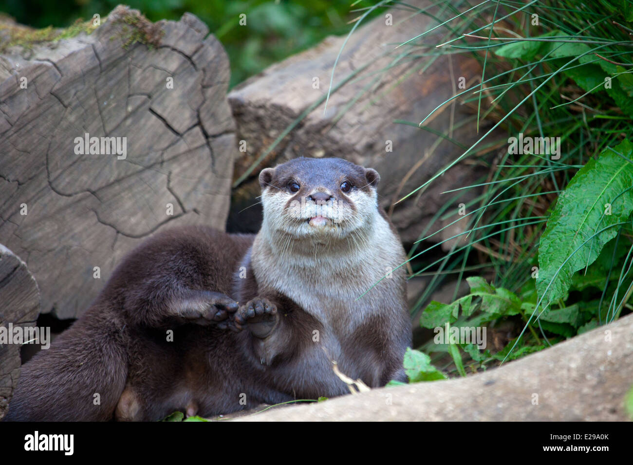 Otter hautnah -Fotos und -Bildmaterial in hoher Auflösung – Alamy