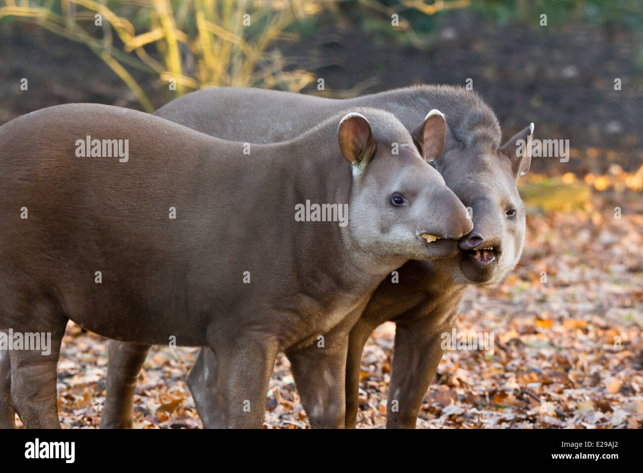 Tier Tapir Stockfotos und -bilder Kaufen - Alamy