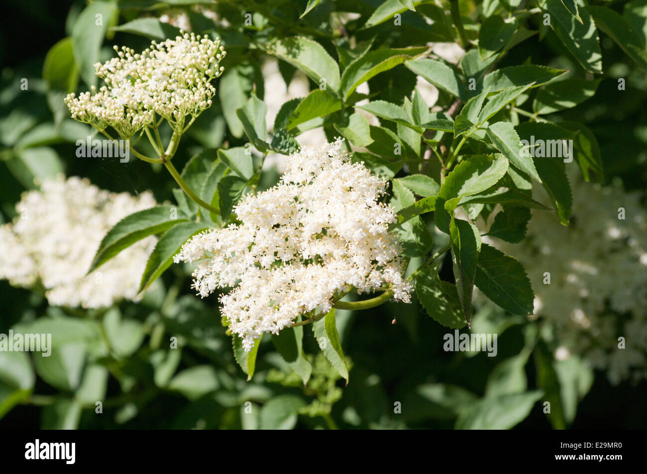 Holunderblüten Baum Holunderblüten Stockfotografie - Alamy