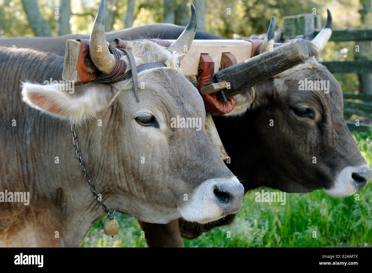 Ochsen mit hornjoch -Fotos und -Bildmaterial in hoher Auflösung – Alamy