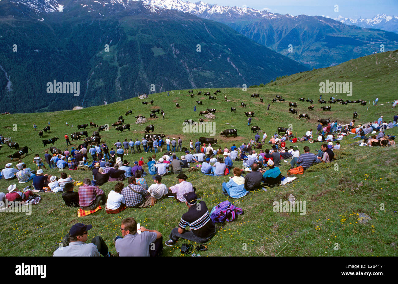 Mont-Blanc-Massiv, Kanton Wallis, Schweiz, Eringer-Tal, Eison Weide, Kampf der Königinnen oder ...
