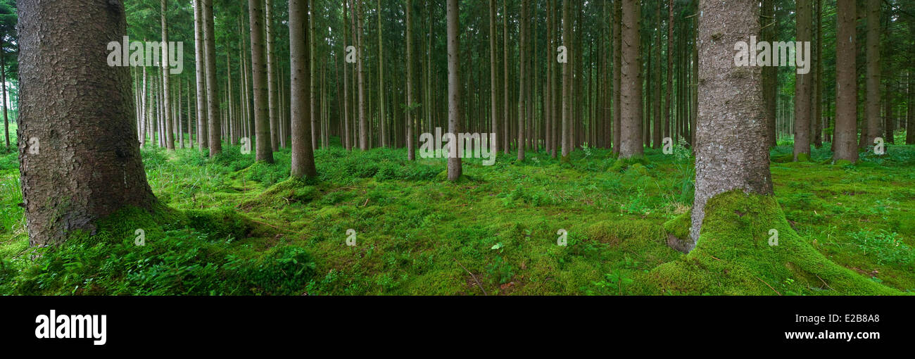 Wald und holz deutschland -Fotos und -Bildmaterial in hoher Auflösung ...