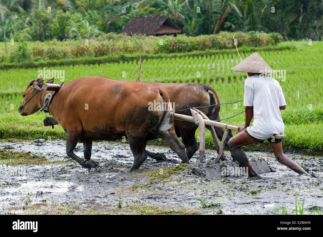 Indonesien, Bali, Tabanan, Tunjuk traditionelles Dorf Taman Sari Buwana ...
