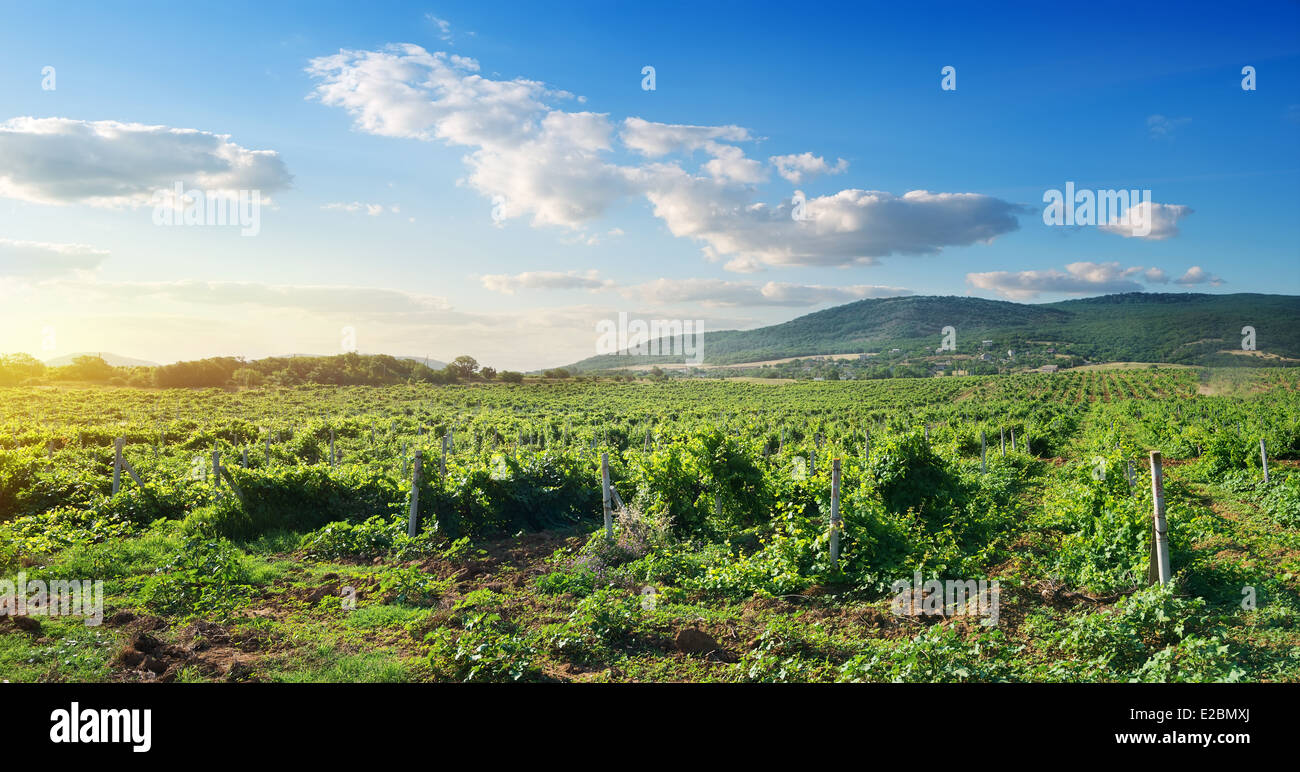 Crimean Wine Stockfotos und -bilder Kaufen - Alamy