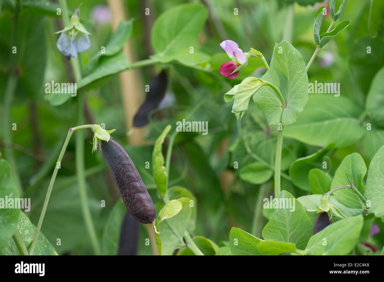 Pisum Sativum. Erbse Ezethas Krombek Blauwschok Blume und Pod. Lila ...