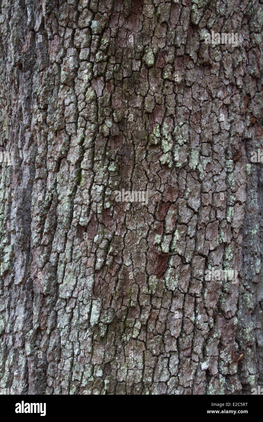 Der rinde -Fotos und -Bildmaterial in hoher Auflösung – Alamy