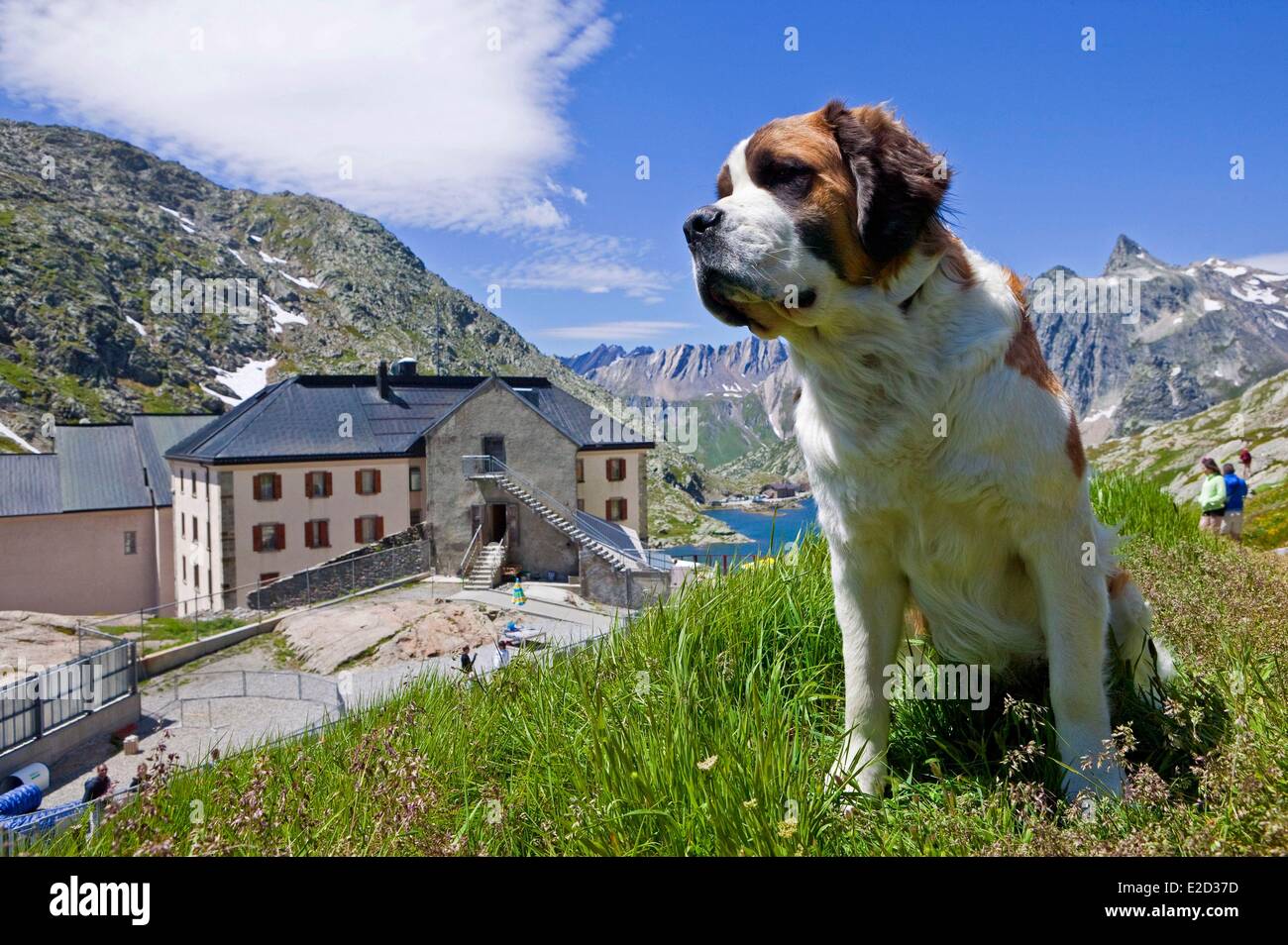 Schweiz Kanton Wallis Mont Blanc Col Grand Lake Bernhardiner Hund ...