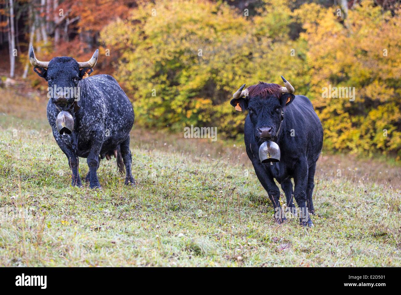 Herens cow -Fotos und -Bildmaterial in hoher Auflösung - Seite 2 - Alamy