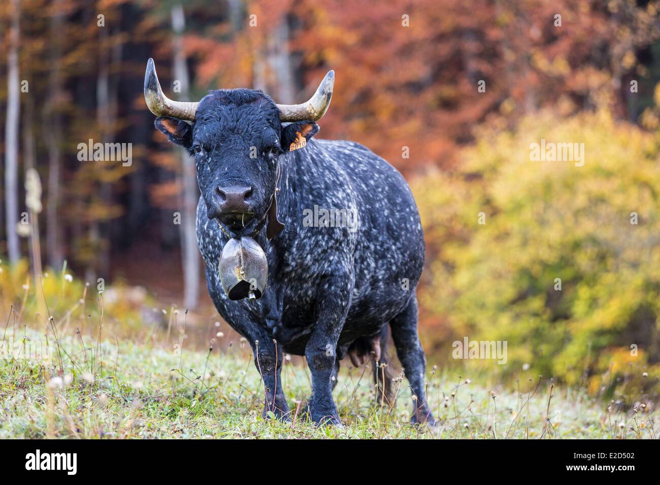 Herens cow -Fotos und -Bildmaterial in hoher Auflösung – Alamy