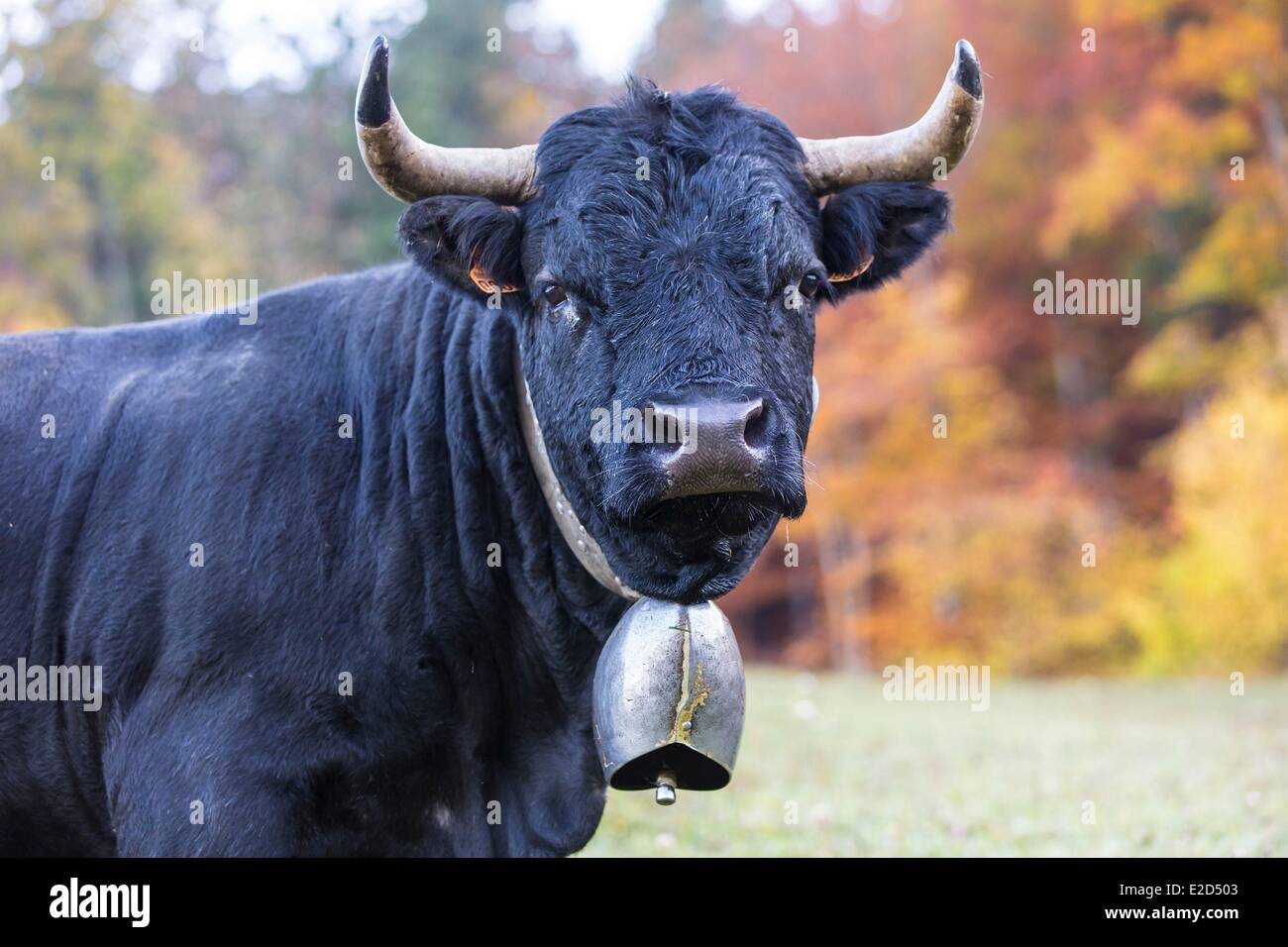 Herens cow -Fotos und -Bildmaterial in hoher Auflösung - Seite 2 - Alamy