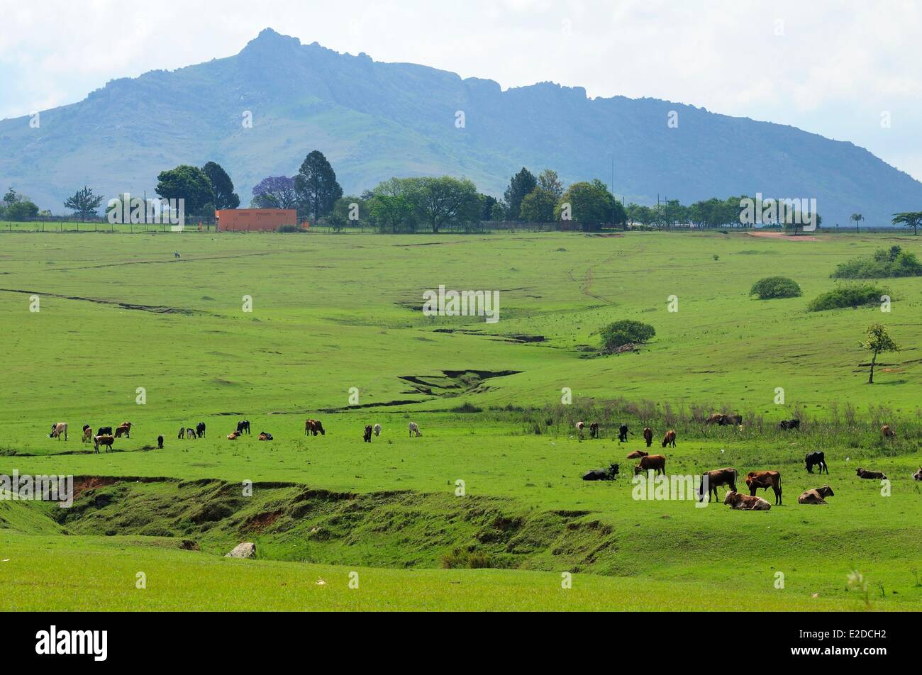 Swasiland Hhohho Bezirk Ezulwini Tal (Tal des Himmels Stockfotografie ...