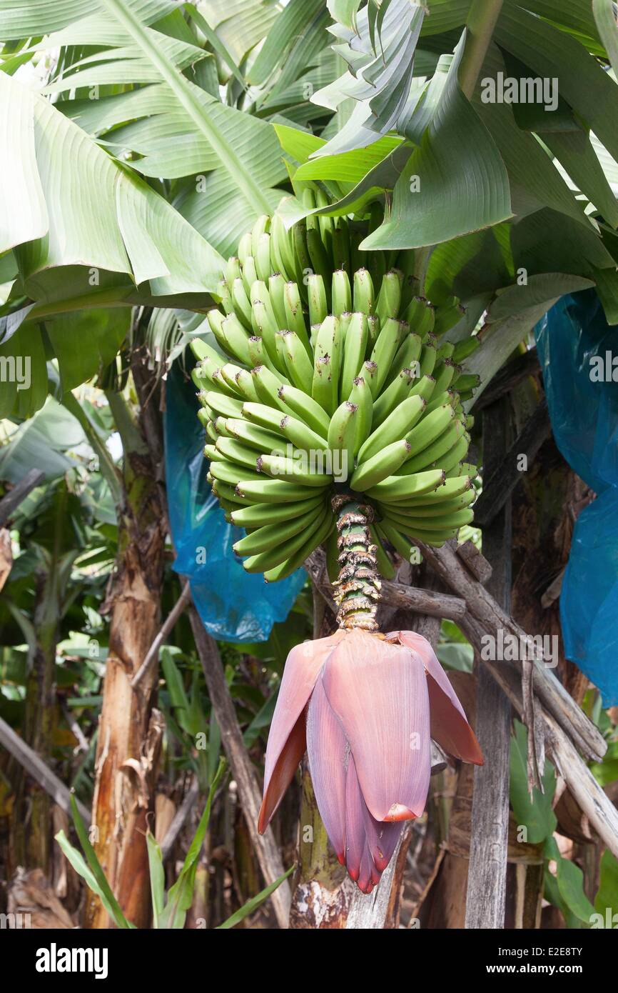 Der bananenbaum -Fotos und -Bildmaterial in hoher Auflösung – Alamy