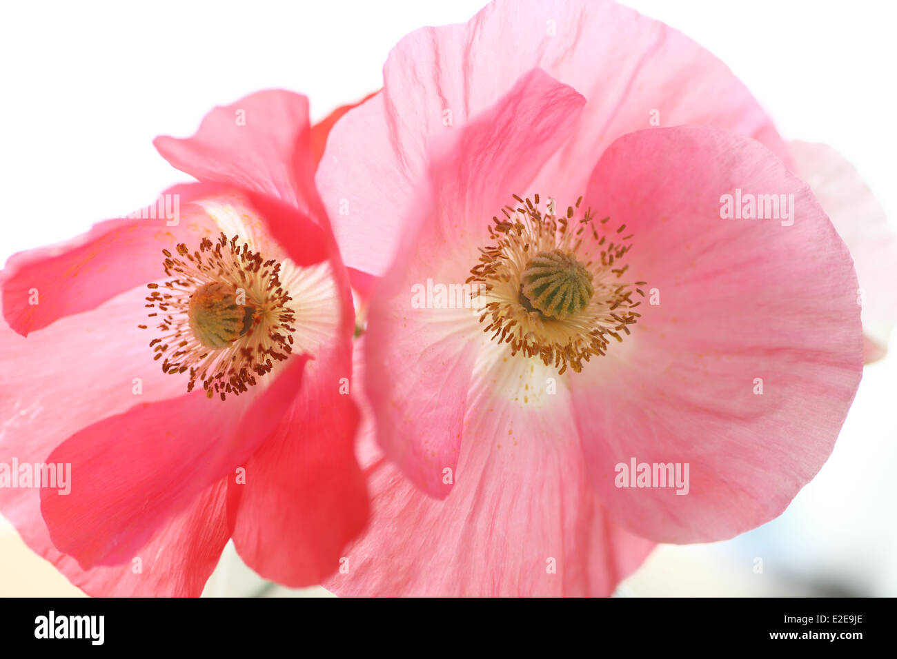 Shirley poppies -Fotos und -Bildmaterial in hoher Auflösung – Alamy