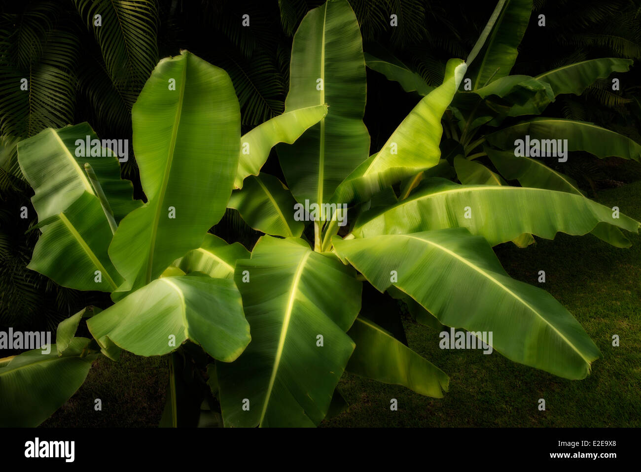 Der bananenbaum -Fotos und -Bildmaterial in hoher Auflösung – Alamy