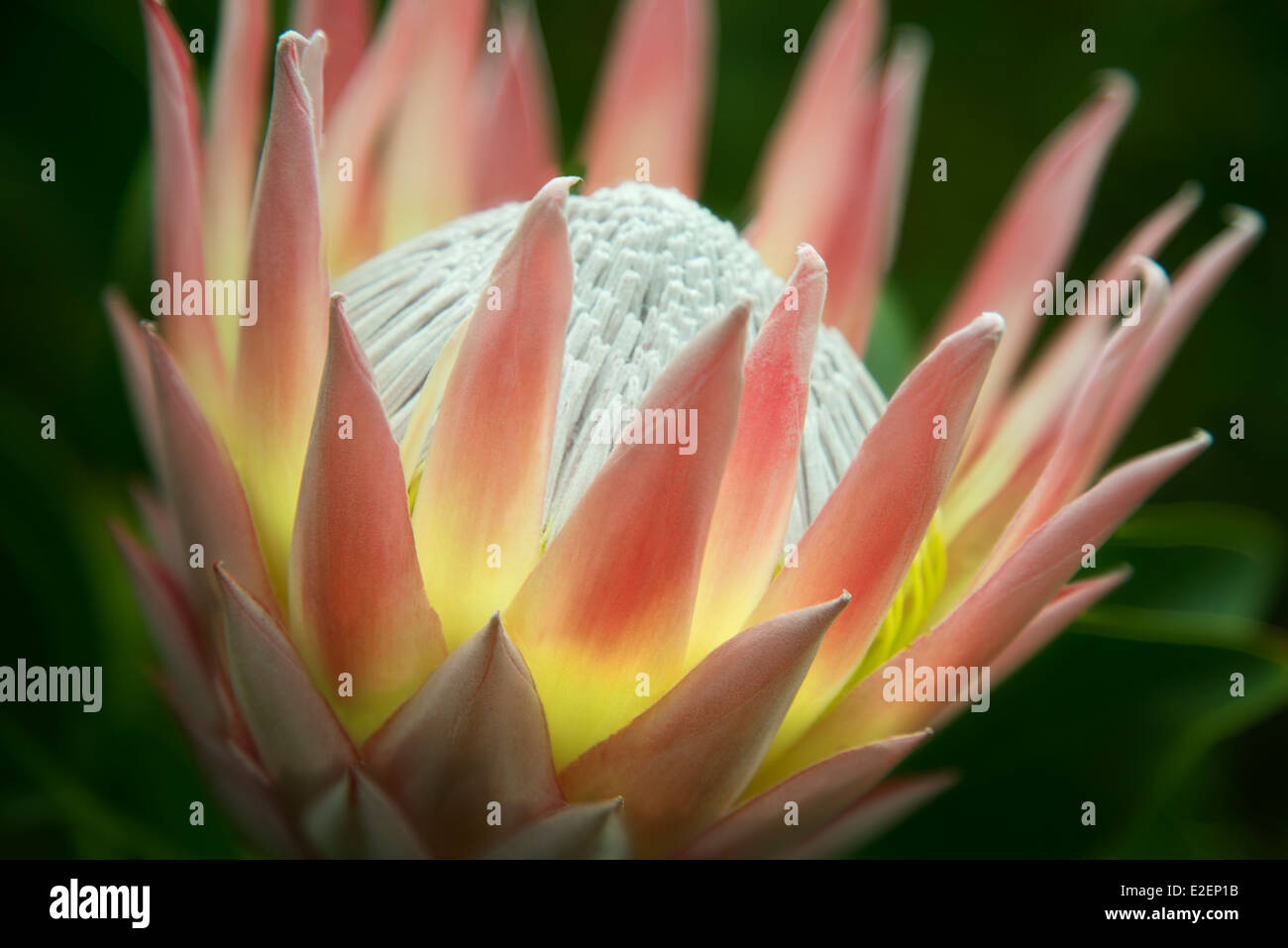 Protea flower maui hawaii -Fotos und -Bildmaterial in hoher Auflösung ...