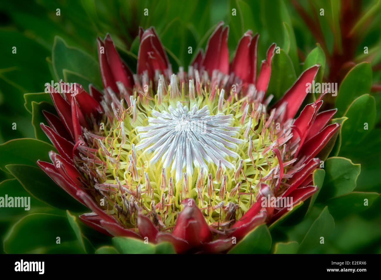 Protea flower maui hawaii -Fotos und -Bildmaterial in hoher Auflösung ...