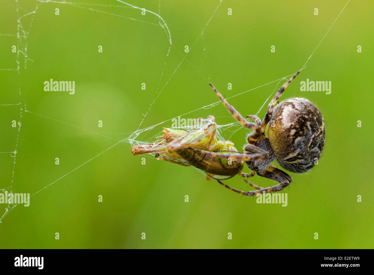 Araneus grossus -Fotos und -Bildmaterial in hoher Auflösung – Alamy