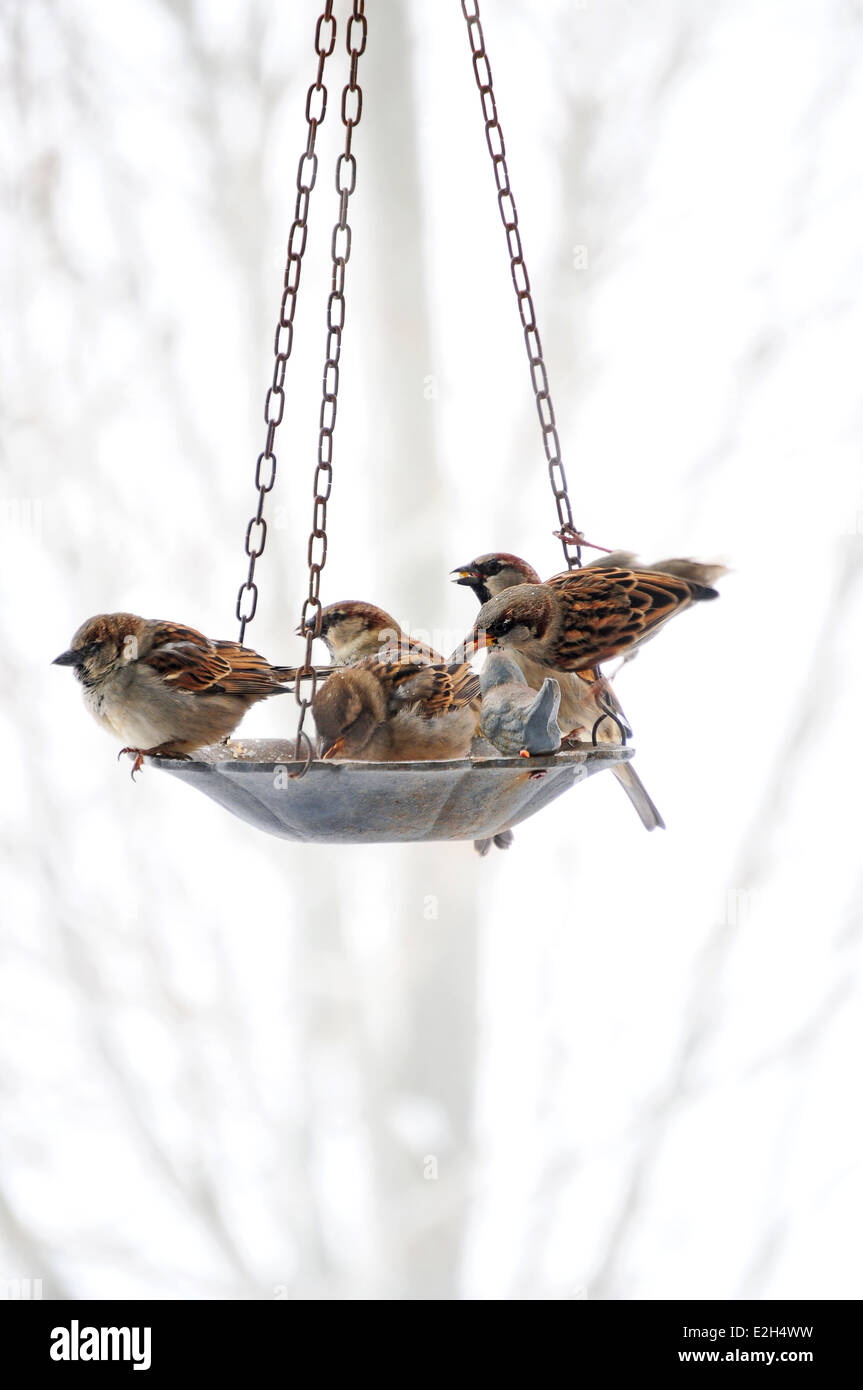 Spatzen winter -Fotos und -Bildmaterial in hoher Auflösung – Alamy
