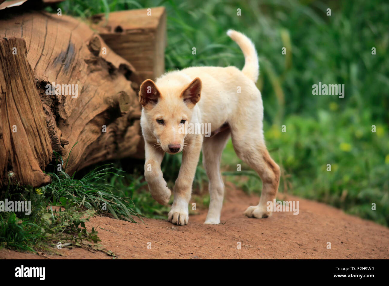 Dingo australia -Fotos und -Bildmaterial in hoher Auflösung – Alamy