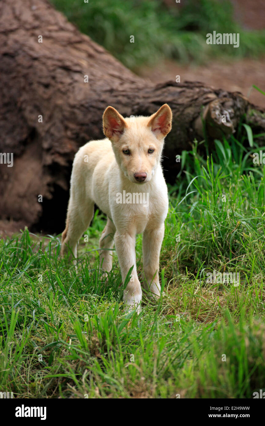Dingo (Canis Familiaris Dingo), Australien Stockfotografie - Alamy
