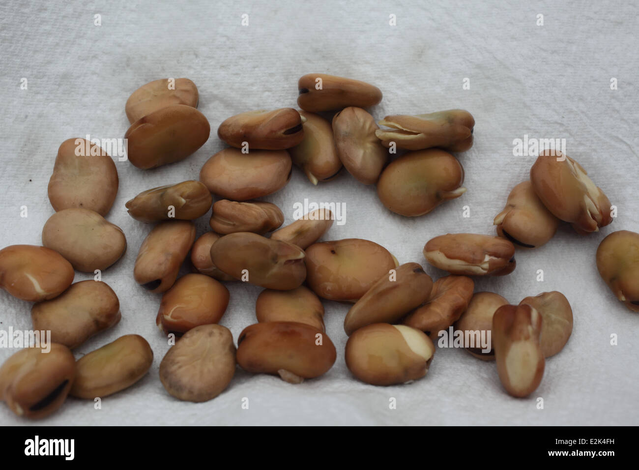 Bohnen samen -Fotos und -Bildmaterial in hoher Auflösung – Alamy