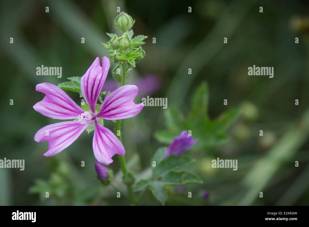 Wilde rosa blumen -Fotos und -Bildmaterial in hoher Auflösung – Alamy