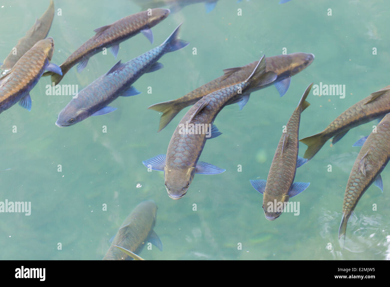 Yellow pilot fish -Fotos und -Bildmaterial in hoher Auflösung – Alamy