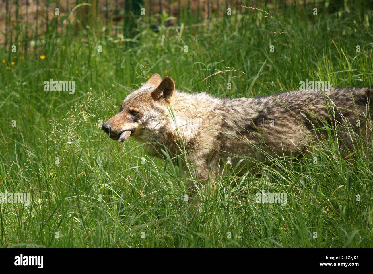 Eating wolf -Fotos und -Bildmaterial in hoher Auflösung – Alamy