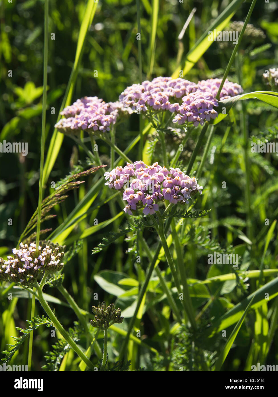 Achillea Millefolium, gemeinsame Schafgarbe, hier mit rosa Blumen auf ...